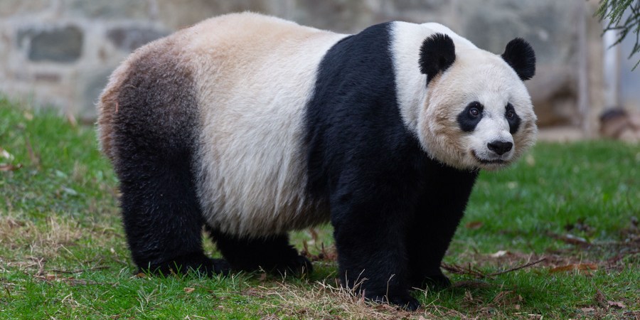 (Multimídia) Panda gigante nascido nos EUA celebra um mês de idade ...