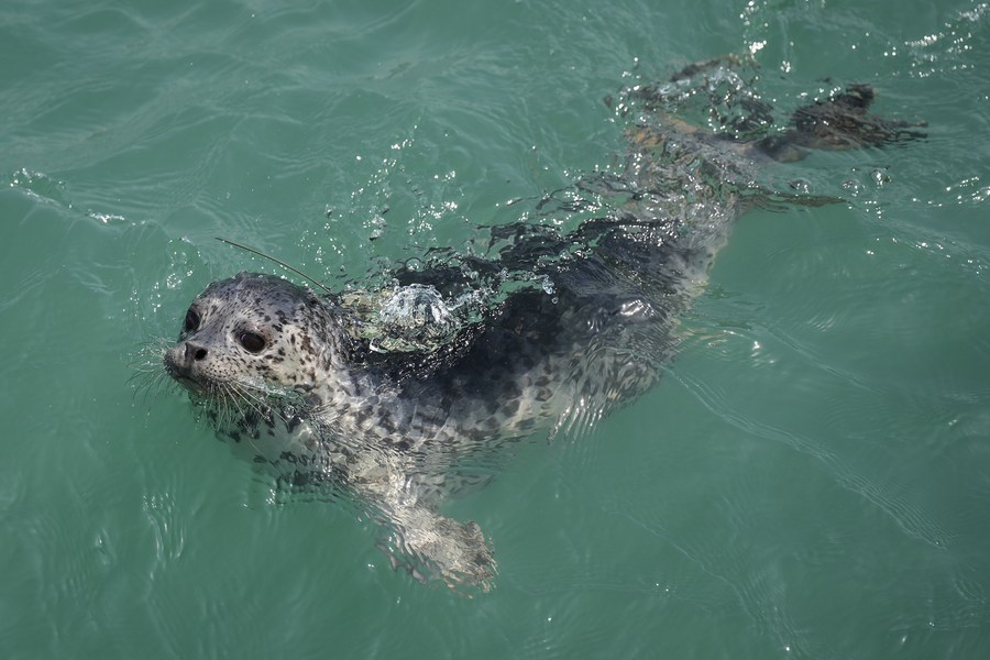 (Multimídia) China solta no oceano 23 focas manchadas resgatadas e ...