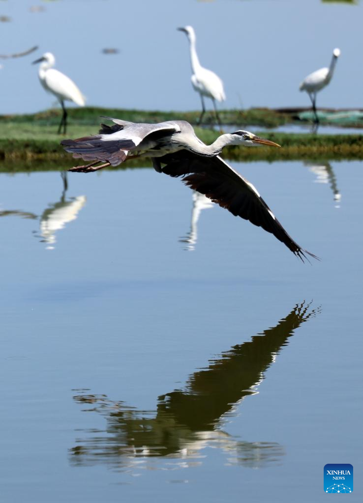 Excelente ecologia transforma Lago Hengshui em refúgio de aves raras-Xinhua