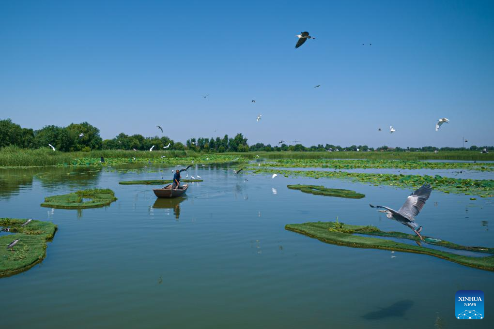 Excelente ecologia transforma Lago Hengshui em refúgio de aves raras-Xinhua