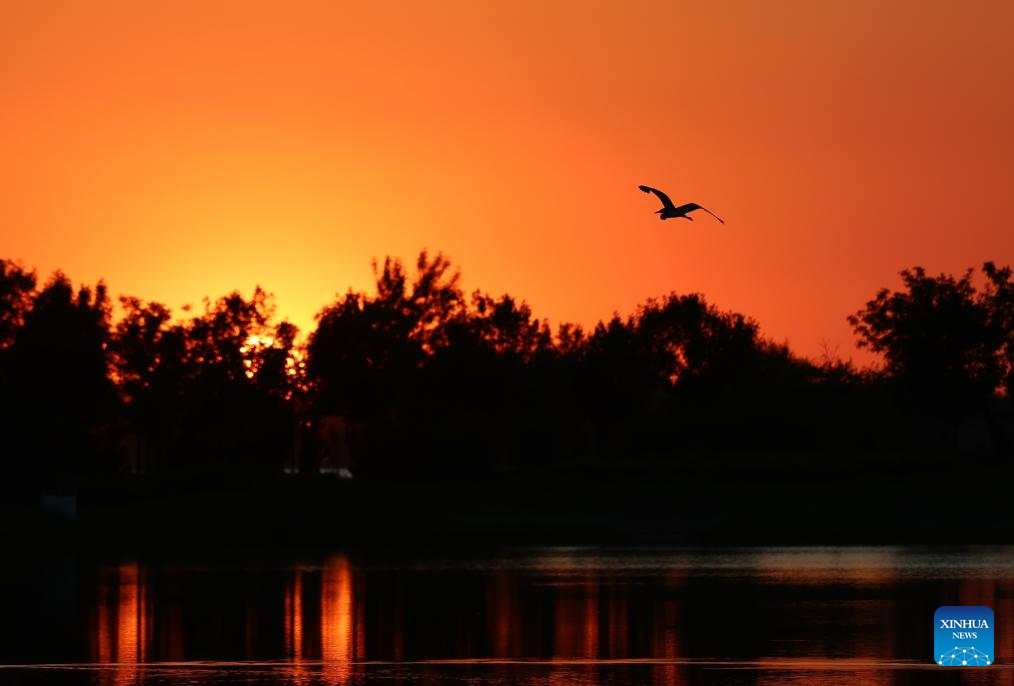 Excelente ecologia transforma Lago Hengshui em refúgio de aves raras-Xinhua